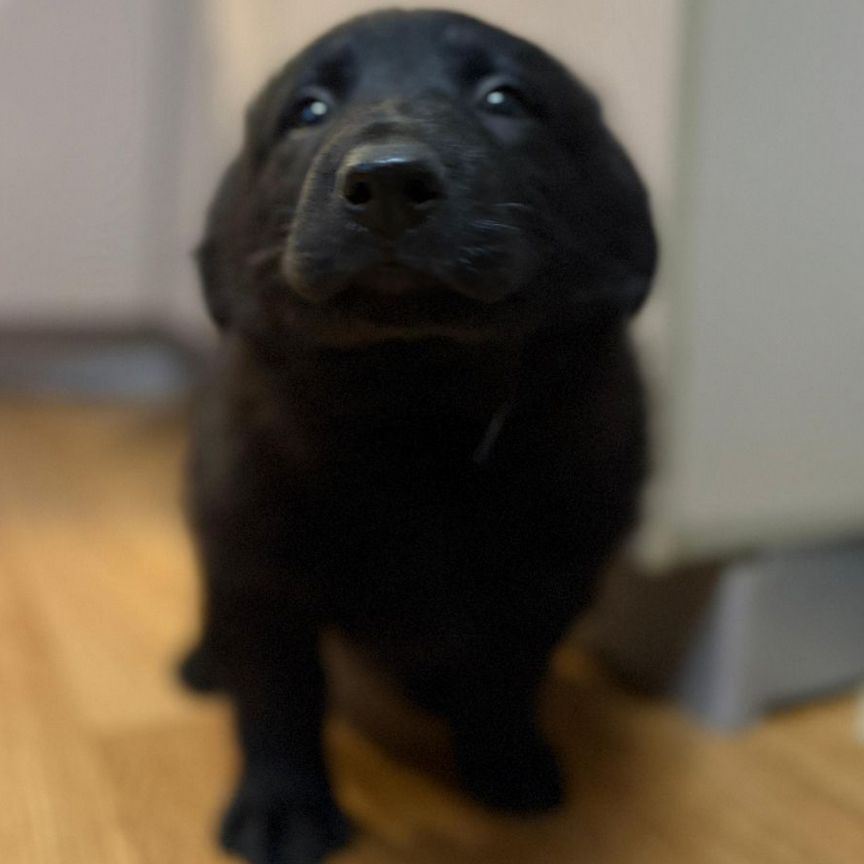 Щенок в добрые руки