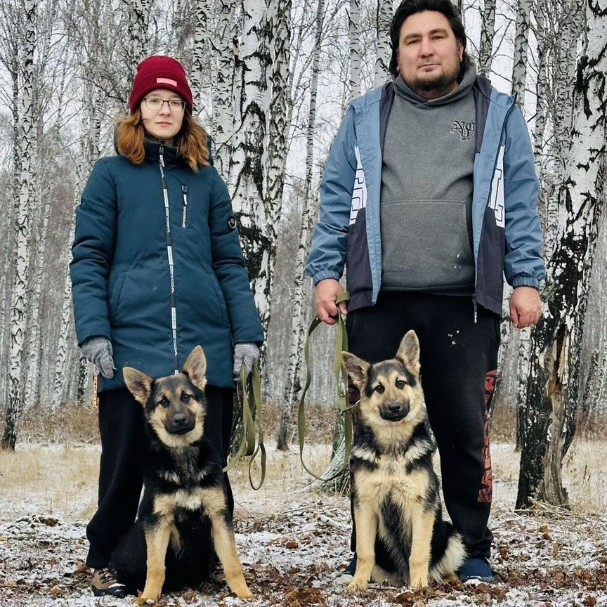 Восточноевропейская овчарка, щенок