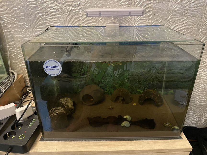 Аквариум с лягушатами