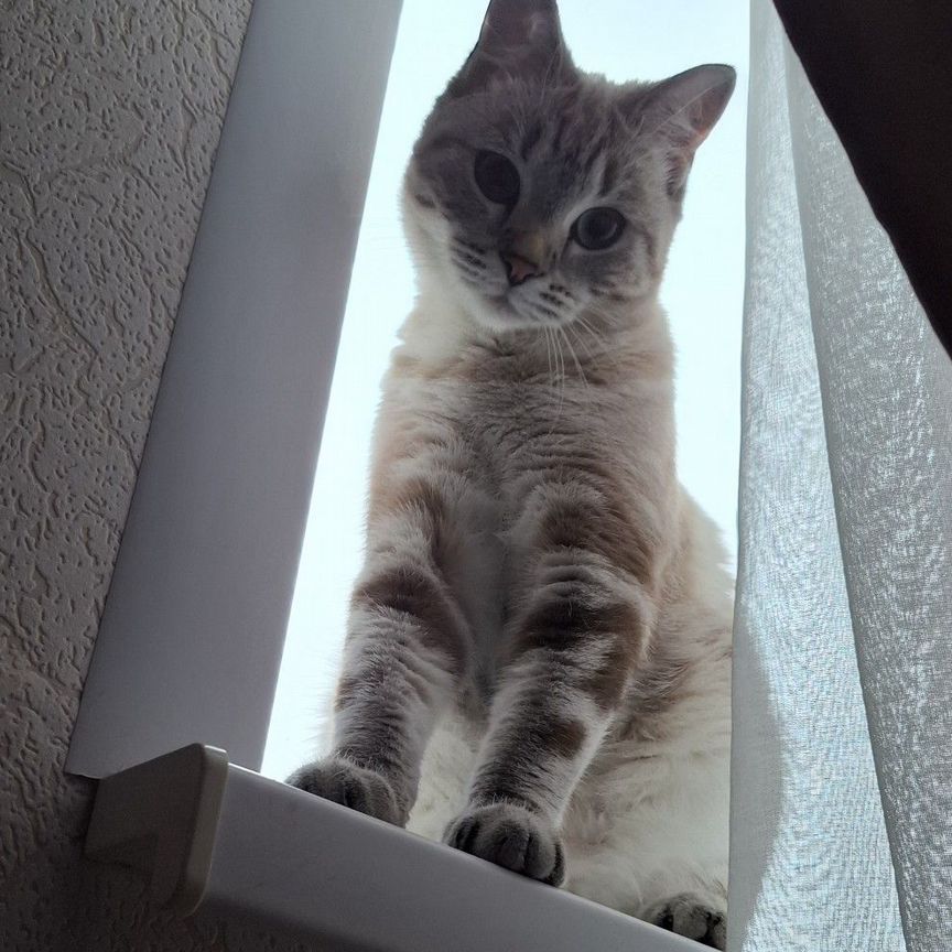 Кошка симпатичная умная