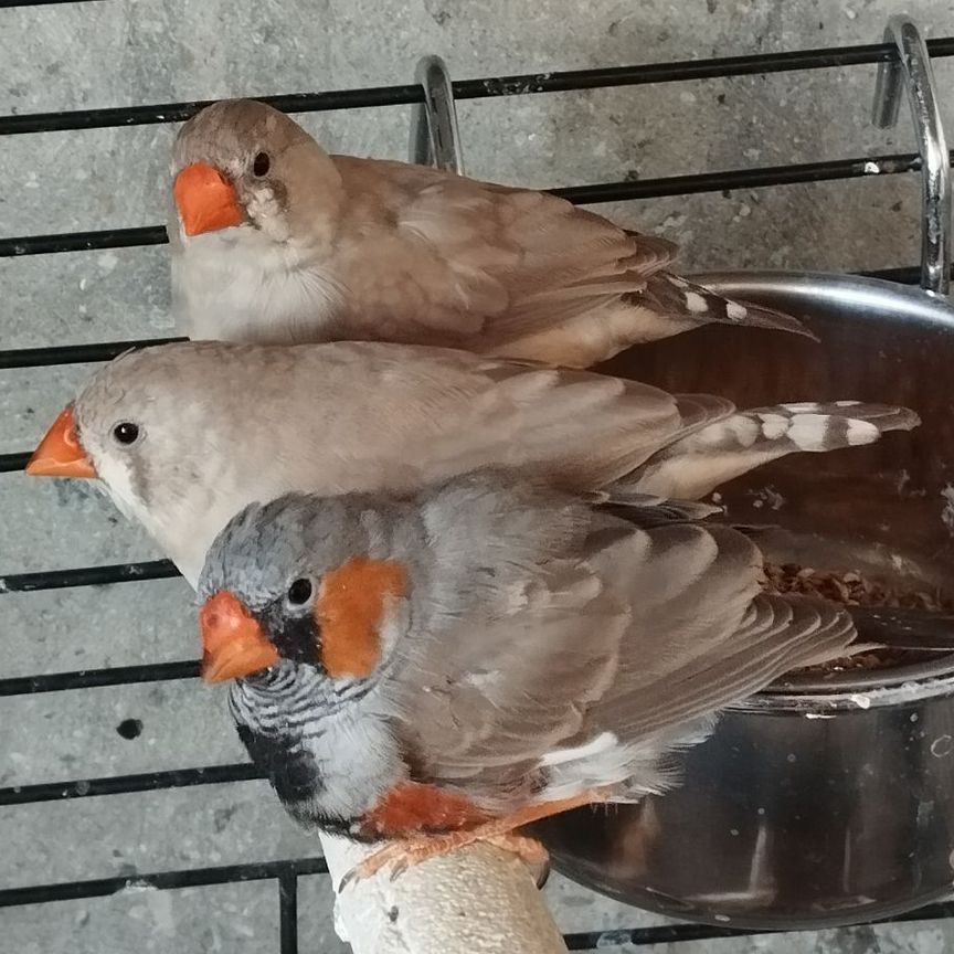 Зебровые амадины