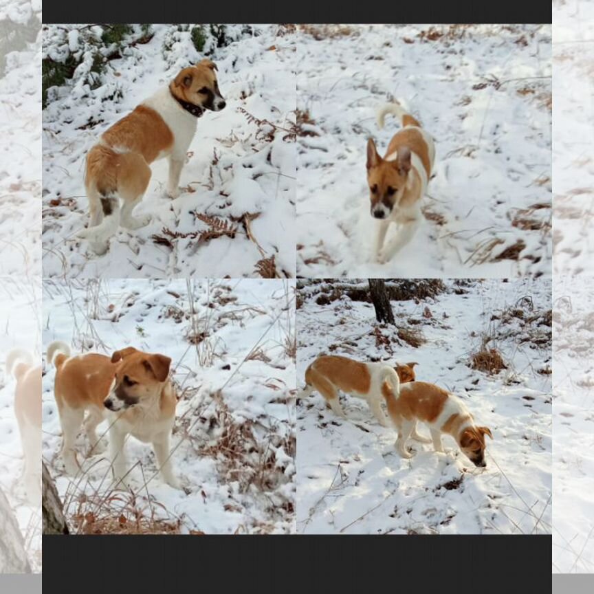 Щенок в добрые руки