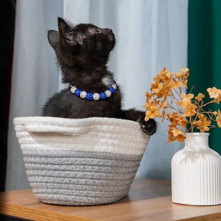 Кошечка 2,5 мес черная с белым