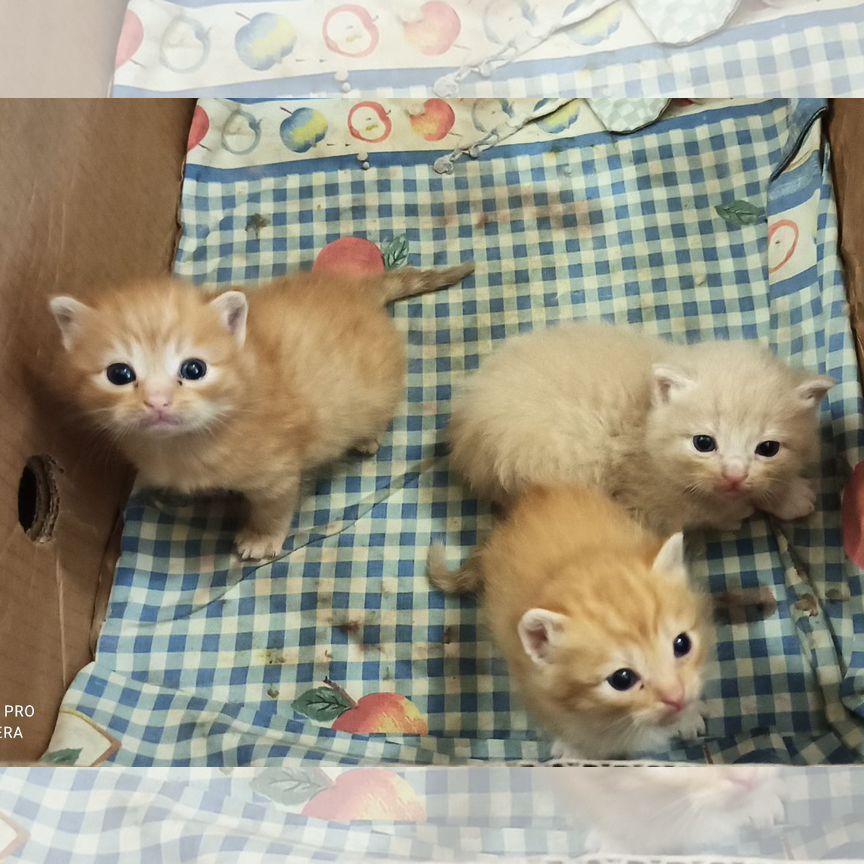 Котята в добрые руки бесплатно