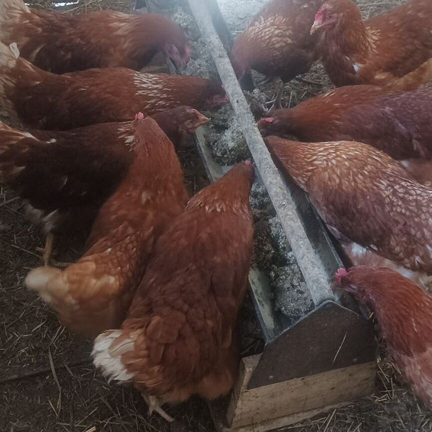 Куры несушки