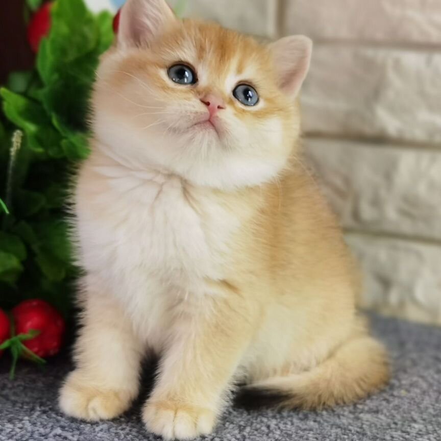 Британский котенок
