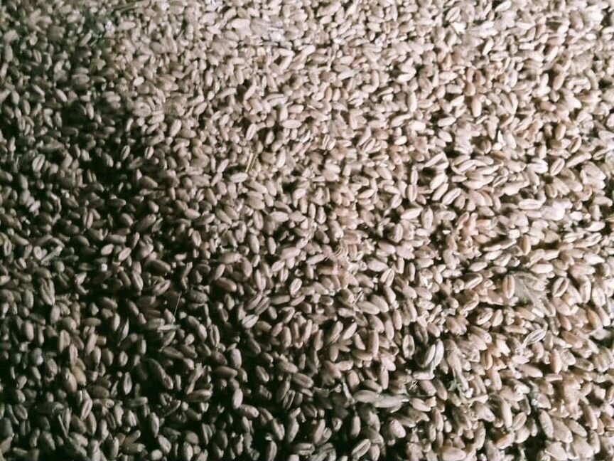 Зерно пшеница