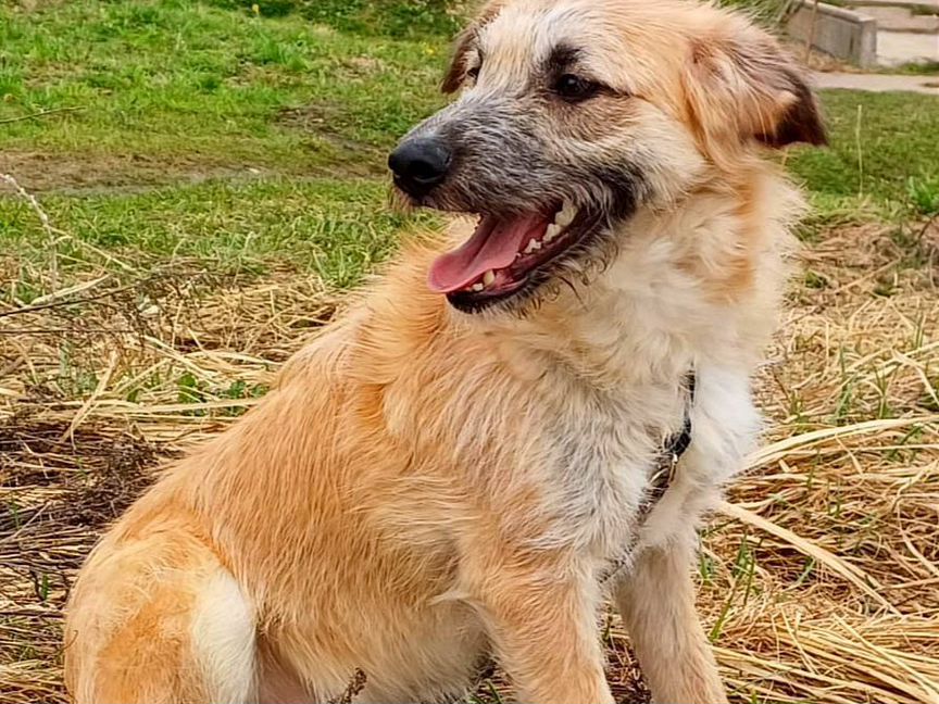 Собака в добрые руки отдам бесплатно