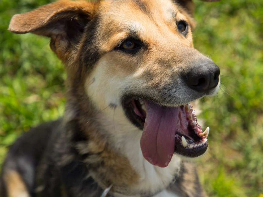 Собака в добрые руки Бесплатно