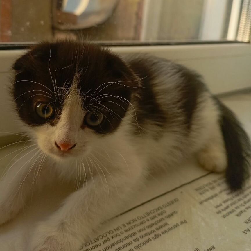 Шотландские котята