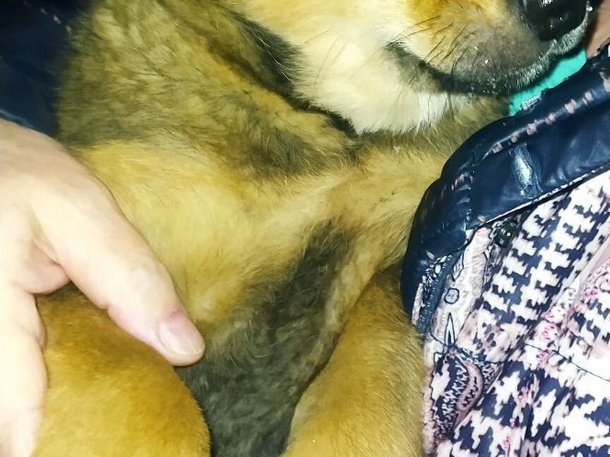 Щенок в добрые руки