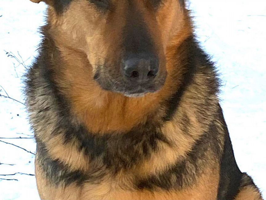 Буран, метис собаки