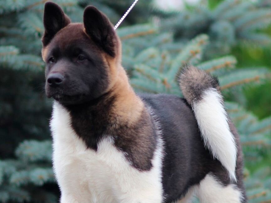 Американская акита щенок мальчик