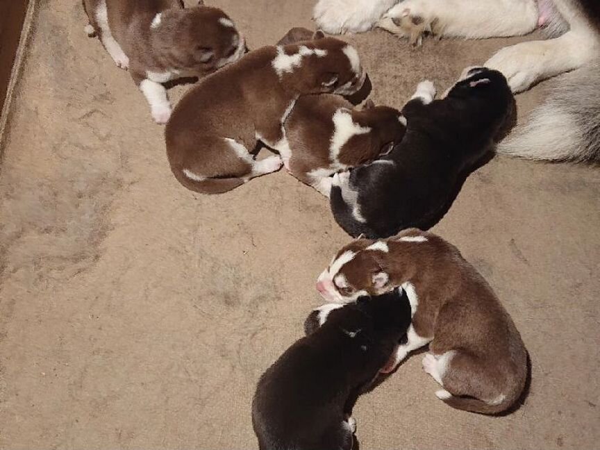 Щенки сибирской хаски