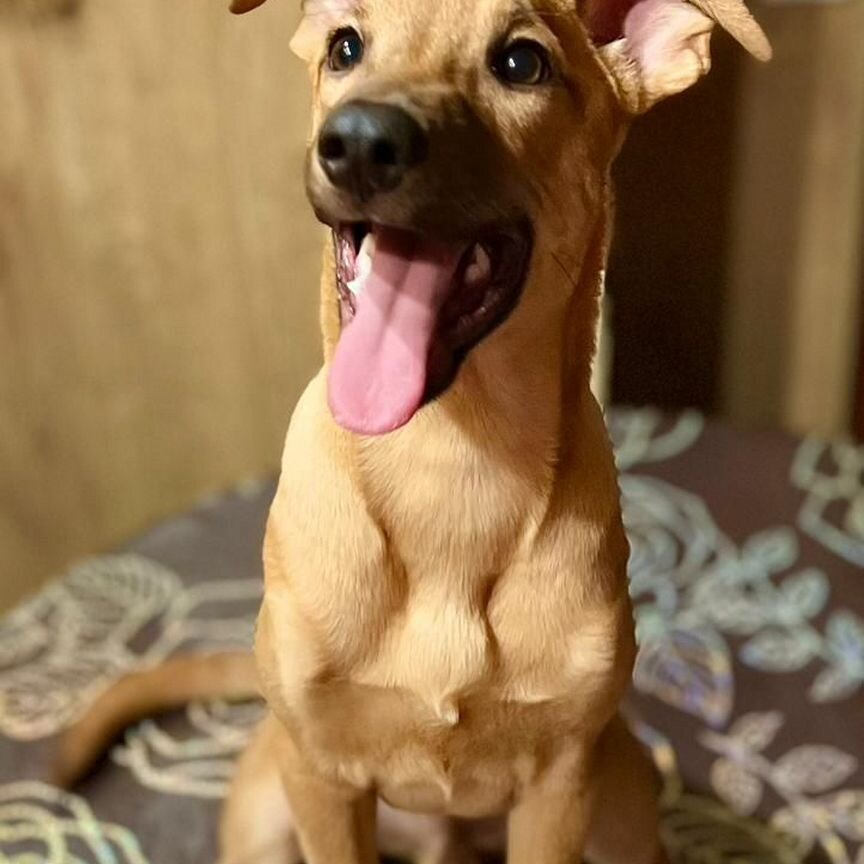 Собака в добрые руки