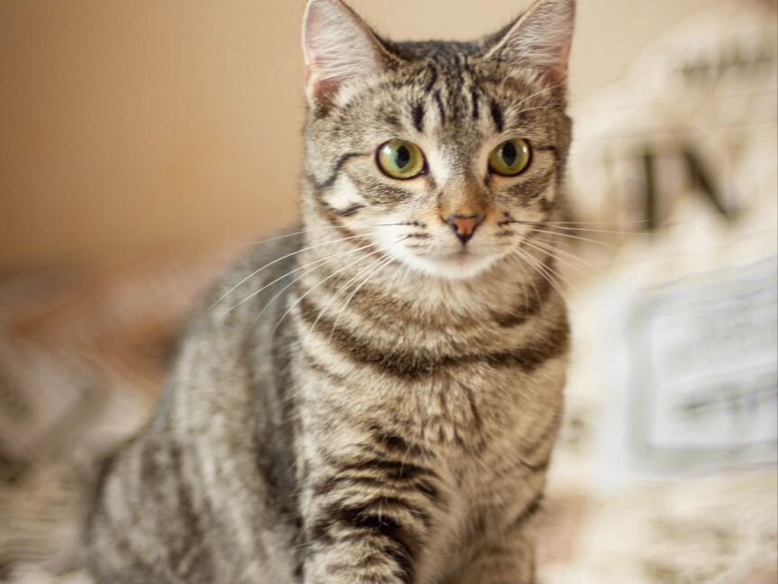 Кошка умная и ласковая