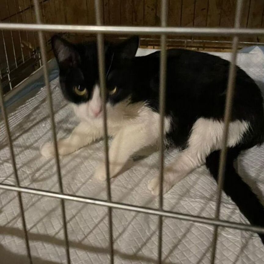 Котëнок не крупный стерилизована завтра улица