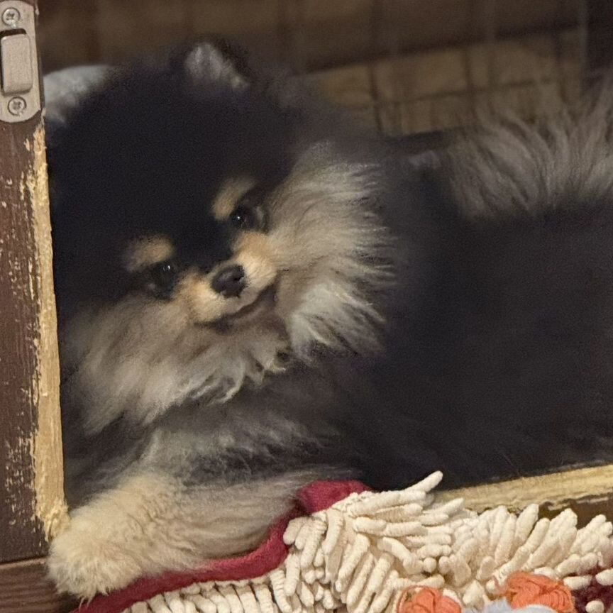 Померанский шпиц мини