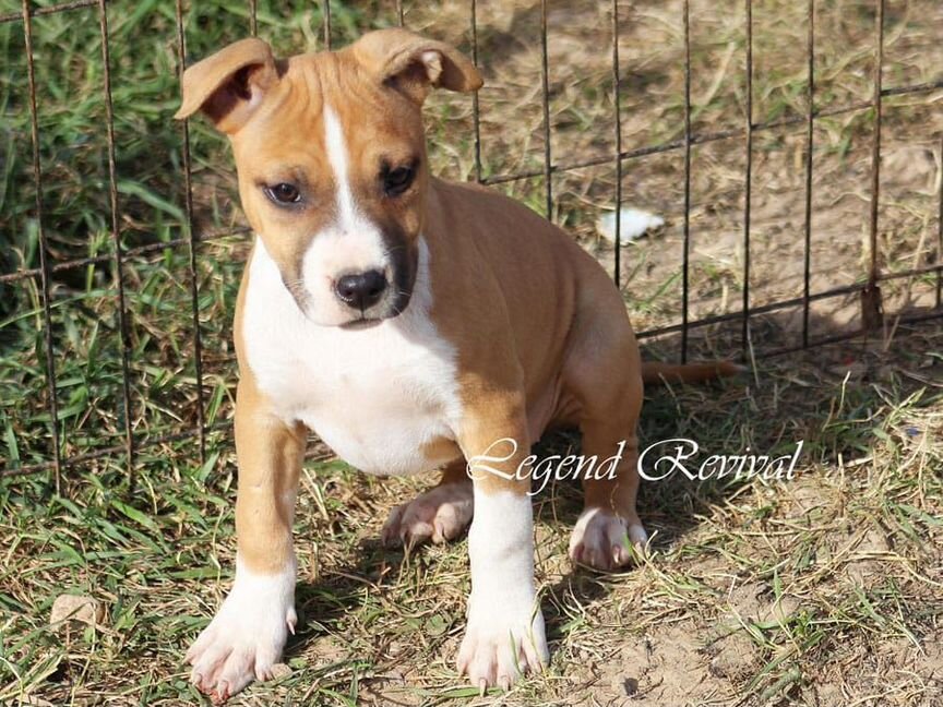 Стаффордширский терьер девочка