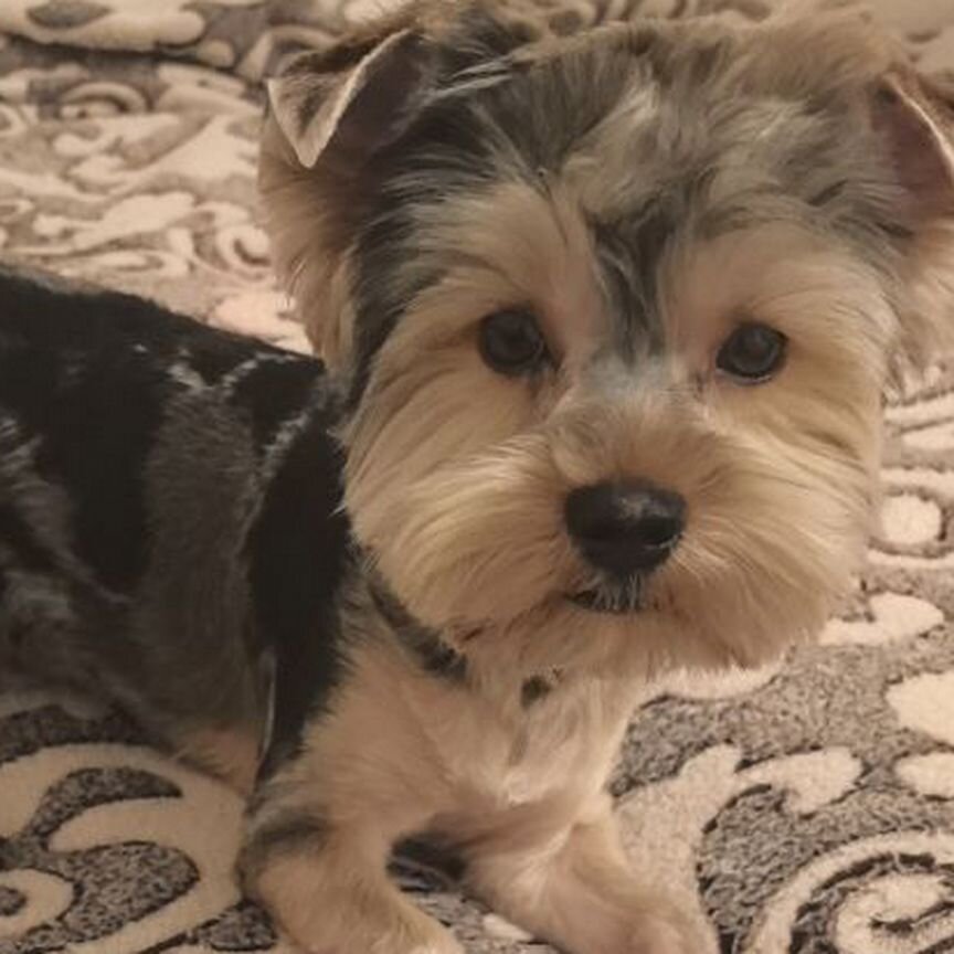 Йоркширский терьер, взрослый пёс