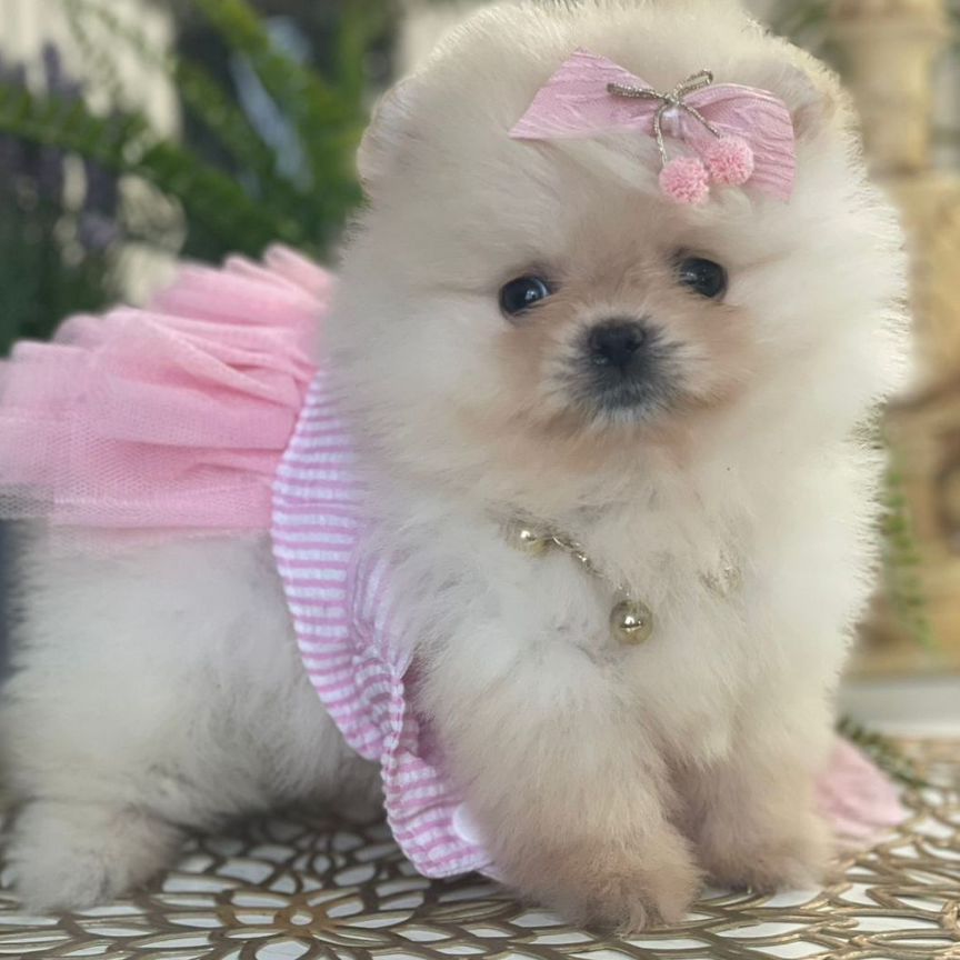 Померанский шпиц, щенок