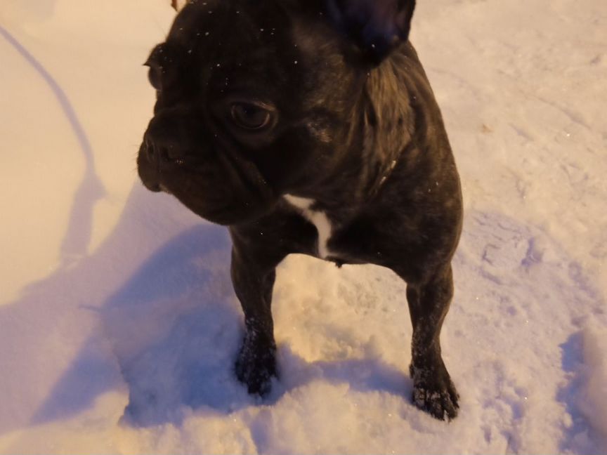 Французский бульдог