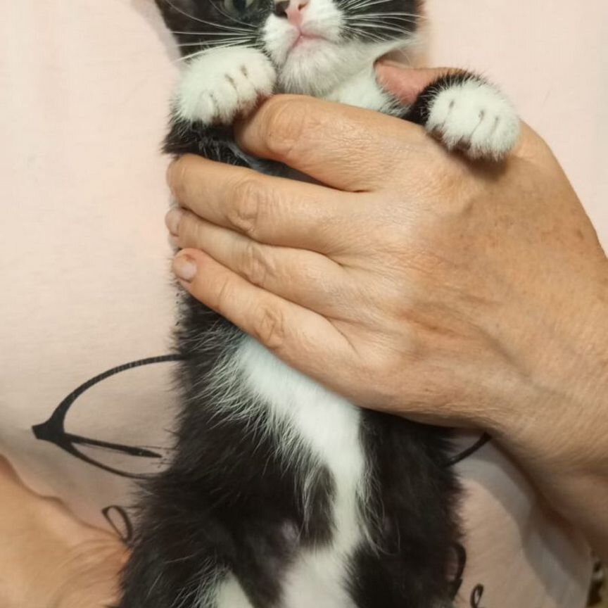 Котенок в добрые руки