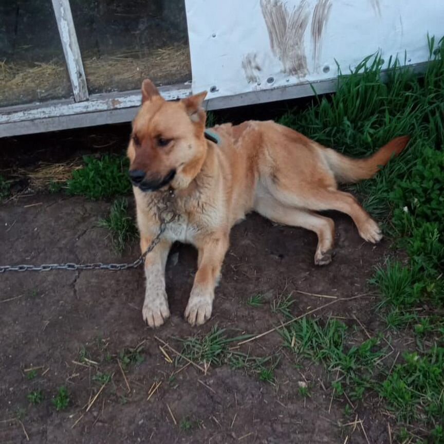 Собаке нужен дом