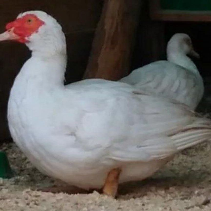 Индоутки гримо семья