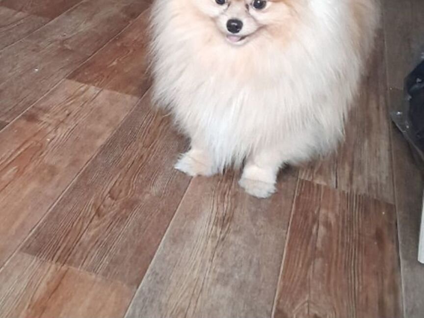 Продам взрослых шпицов