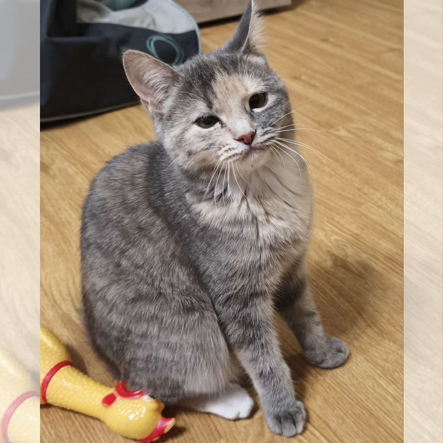 Кошечка Карамелька