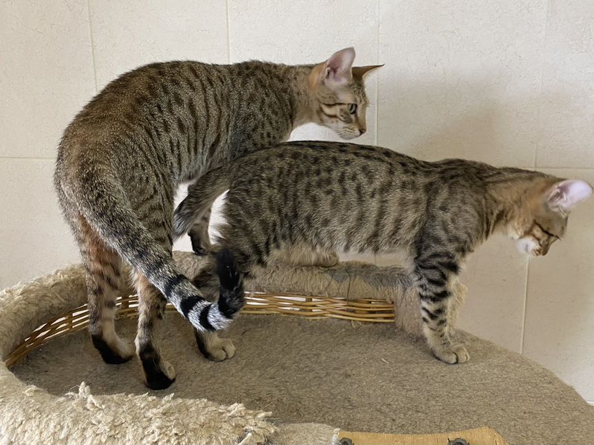 Саванна шикарные котята