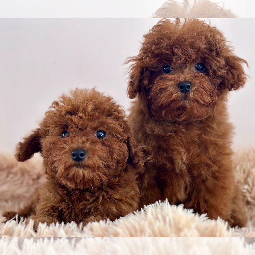 Пудель, щенок