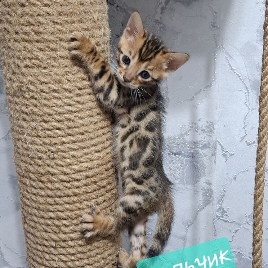 Бенгальская