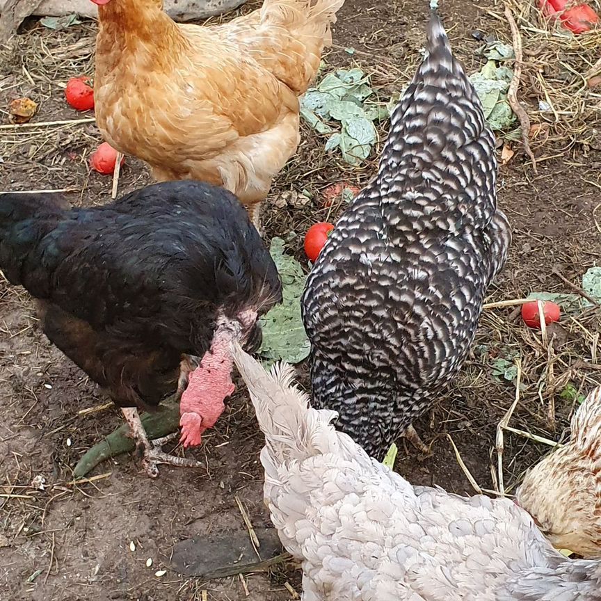 Куры несушки