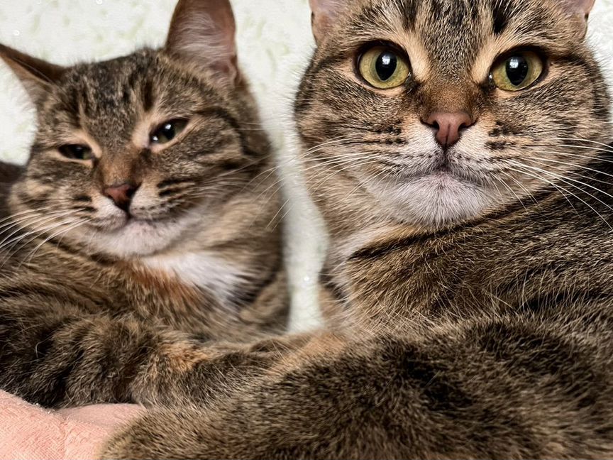 Европейская кошка