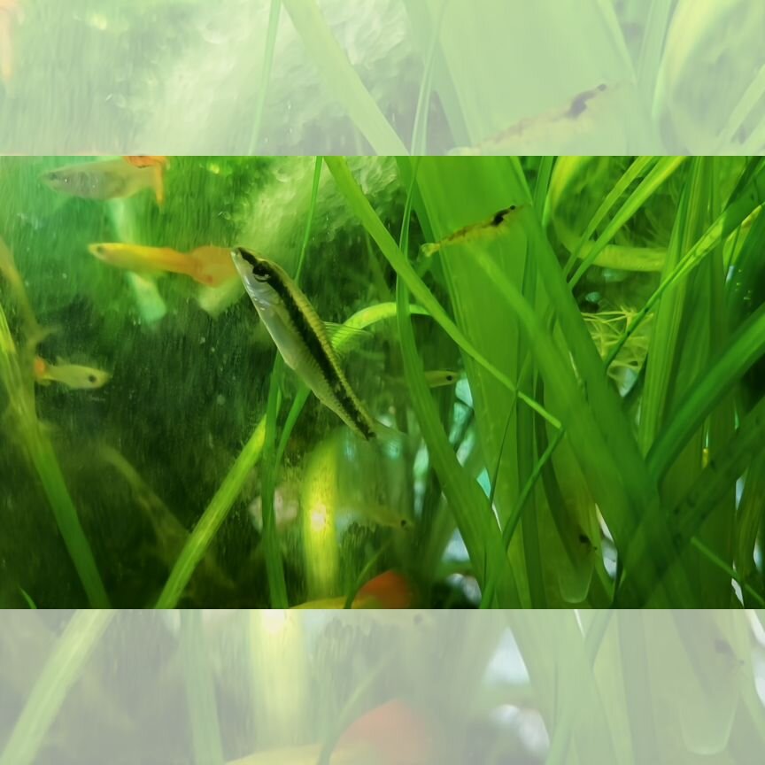 Сиамские водорослееды