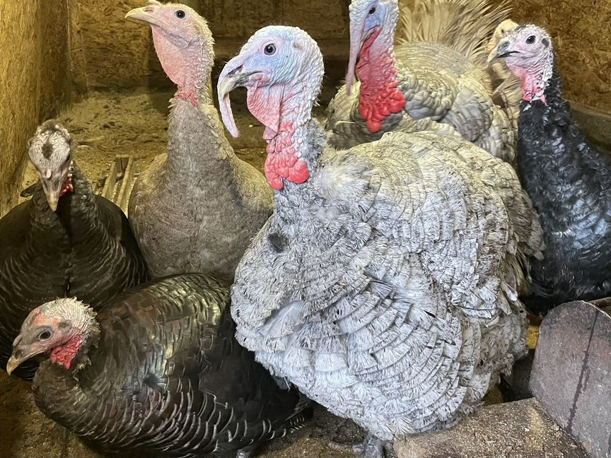 Индюк аспидные и бронзовые