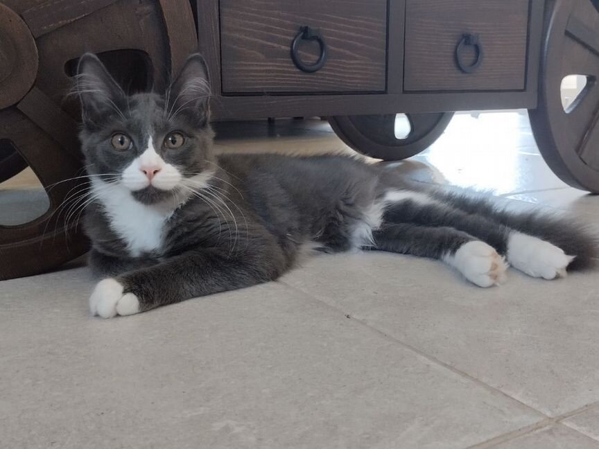 Котята мейн-кун