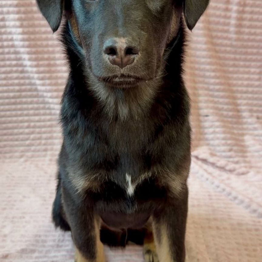 Щенок в добрые руки мальчик