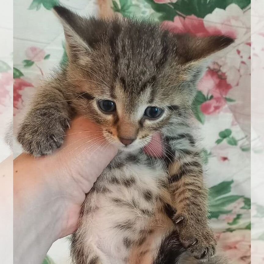 Тигровые котята