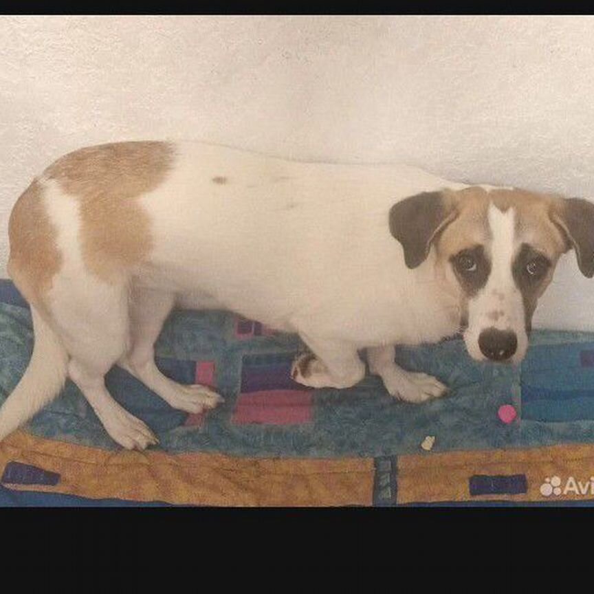 Джек-рассел-терьер, щенок