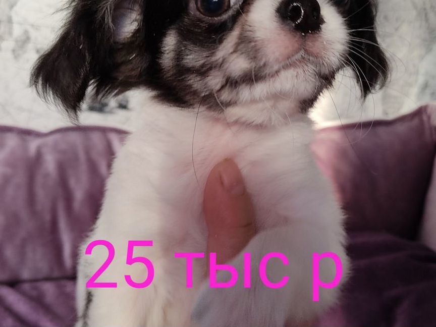 Милый кудряшка Мальчик 3 месяца чихуахуа