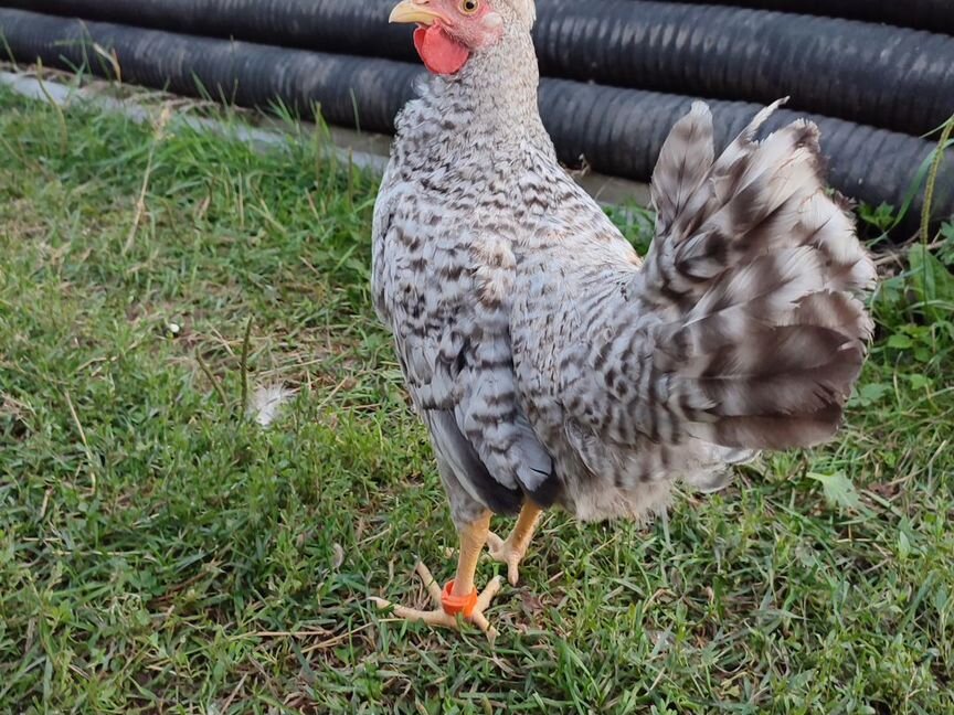 Петух легбар кремовый