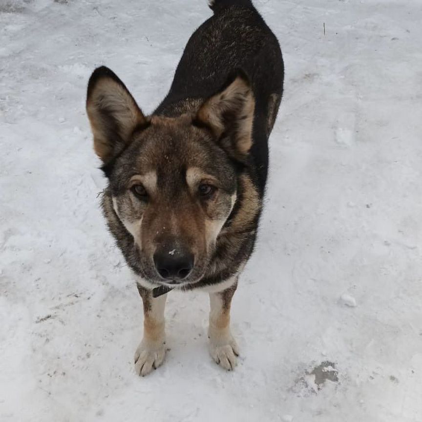 Собака в добрые руки