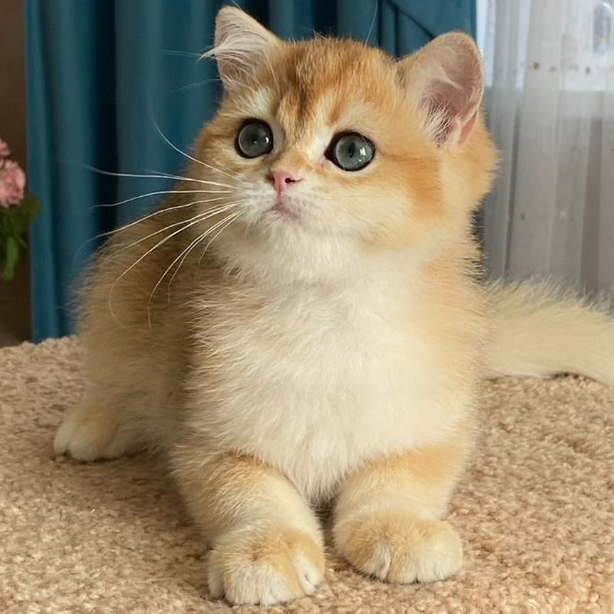 Котенок мальчик золотая шиншилла