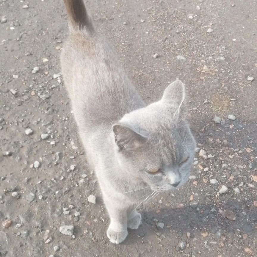 Кошка в дар бесплатно