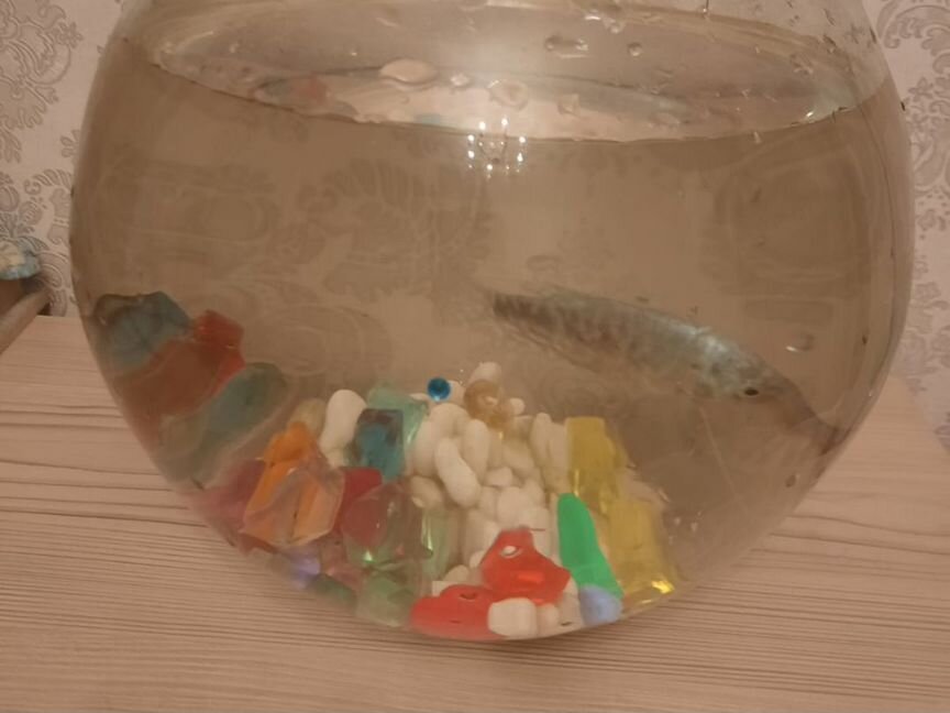 Аквариум с рыбкой