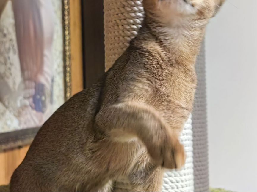 Абиссинские котята