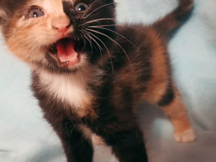 Котенок Венди